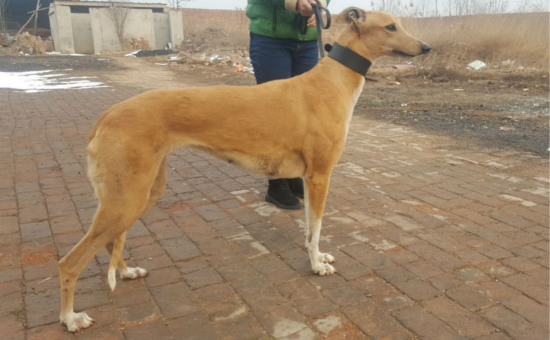 金龙 941000015047074，NLSH 12110B - 格力犬YY--格力犬中英文血统查询