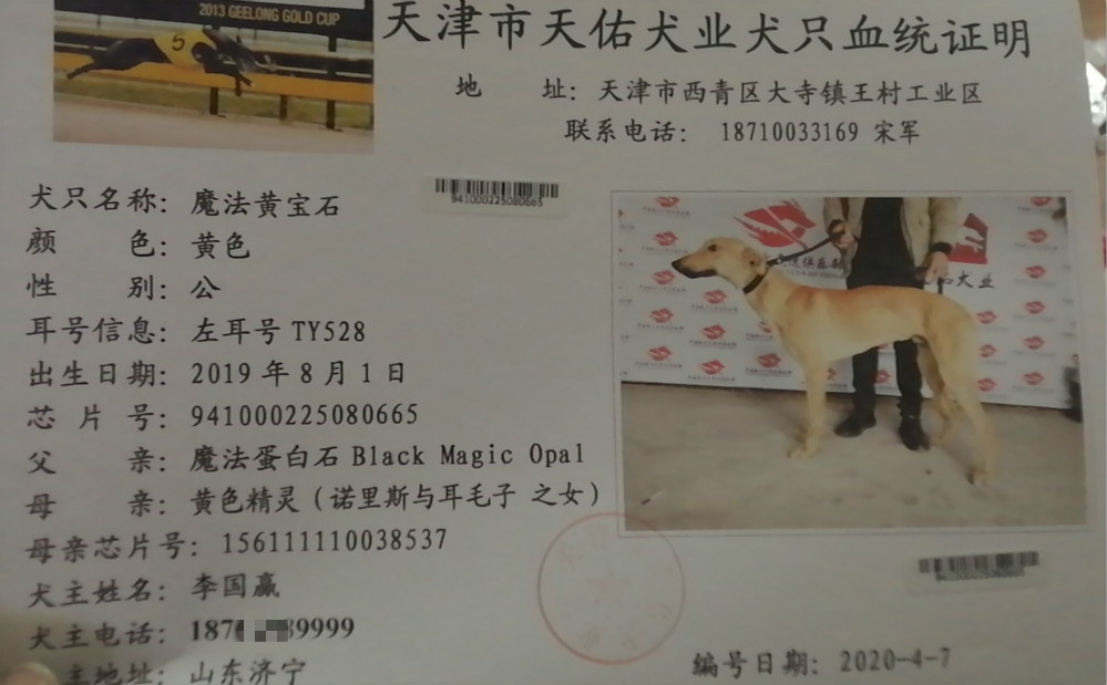 魔法黄宝石 TY528，941000225080665 - 格力犬YY网电脑版--格力犬血统查询、繁殖记录、赛事资讯