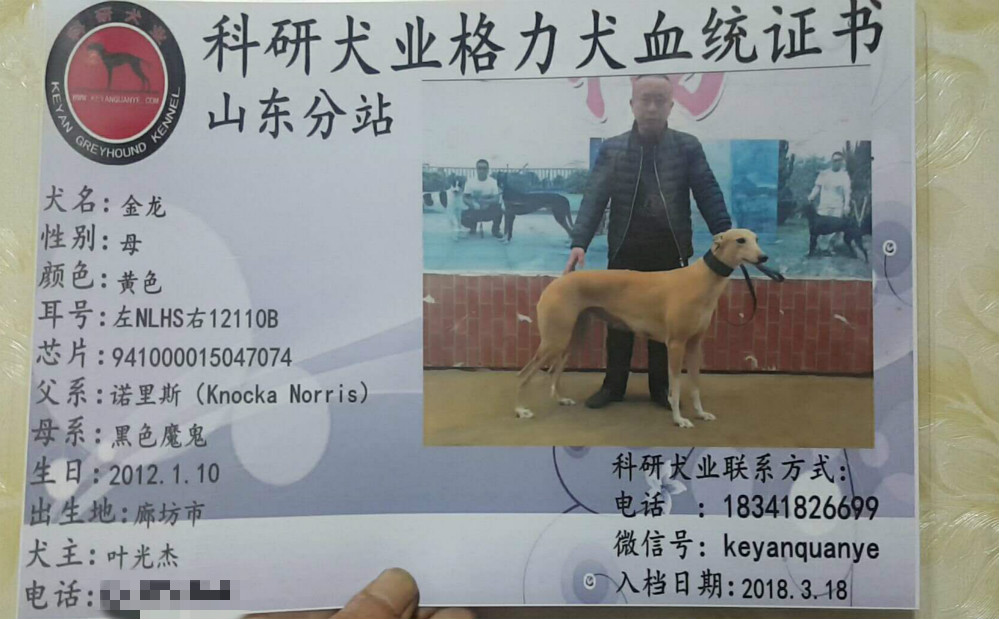 金龙 941000015047074，NLSH 12110B - 格力犬YY--格力犬中英文血统查询