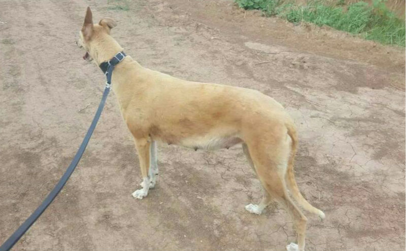 金龙 941000015047074，NLSH 12110B - 格力犬YY--格力犬中英文血统查询