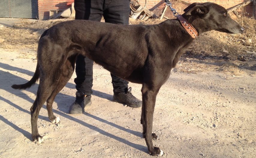 黑妞 HFXH 62G - 格力犬YY--格力犬中英文血统查询