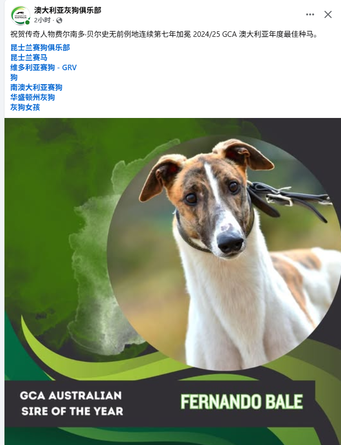 祝贺费尔南多Fernando Bale连续第7年加冕澳大利亚最佳格力犬种公 - 格力犬YY网电脑版--格力犬血统查询、繁殖记录、赛事资讯